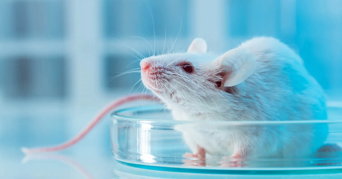 In silico trials can reduce animal testing - Nova In Silico